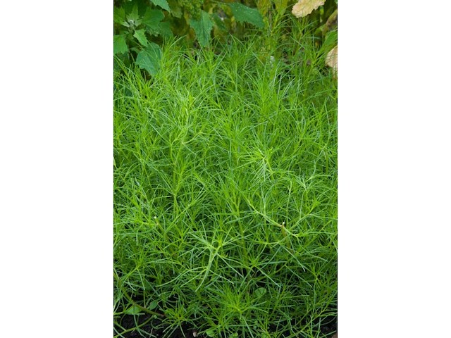 AGRETTI - SALSOLA SODA