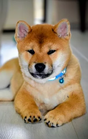 Šiba Inu- Shiba Inu štenci