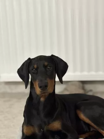 DOBERMANKA