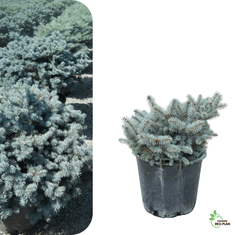 Picea pungens - Glauca Globosa