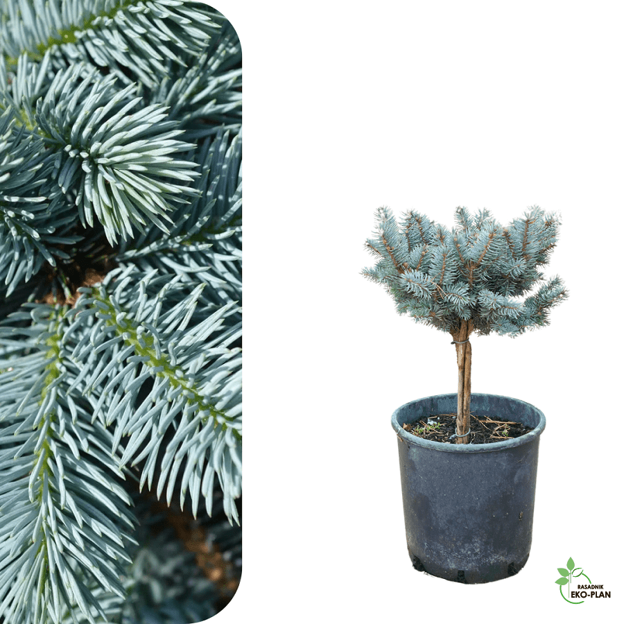 Picea pungens - Glauca Globosa na štapu