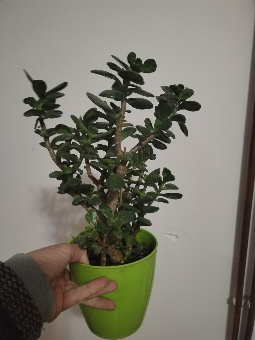 Sobne sukulente – Crassula ovata (drvo novca) imam manje saksije po