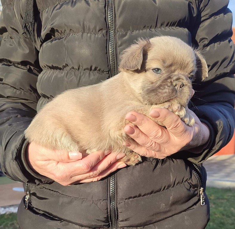 Francuski buldog štenci dugodlaki, "fluffy" veseli umiljati, stručno