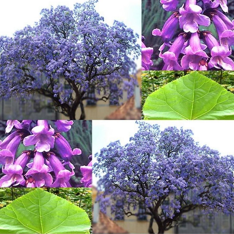 Paulovnija Seme Paulownia Elongata