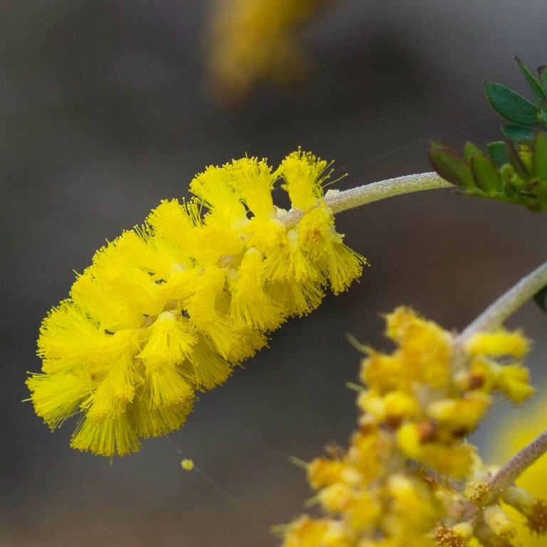 Patuljak Siblje Dwarf Wattle Seme