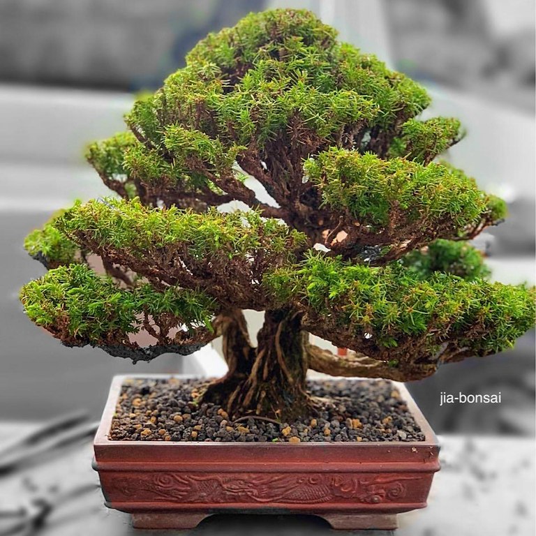 Sacred Japanese Cedar Seme Bonsai