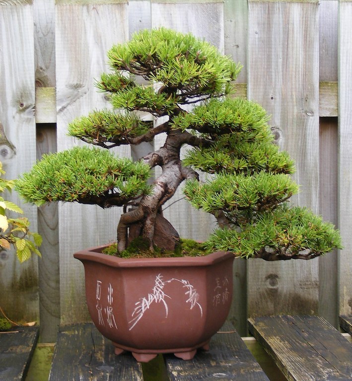 Mountain Pine Bonsai Seme