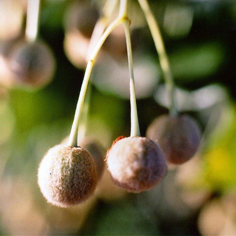 Lipa Seme (Tilia L.)