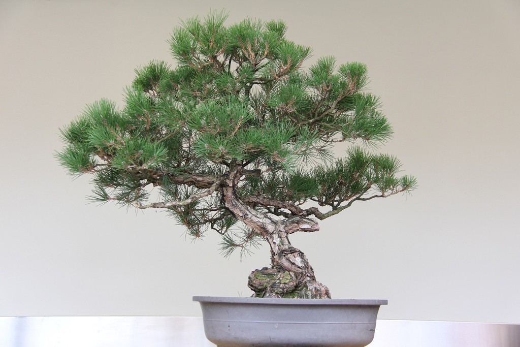 Bonsai Seme Australian Pine