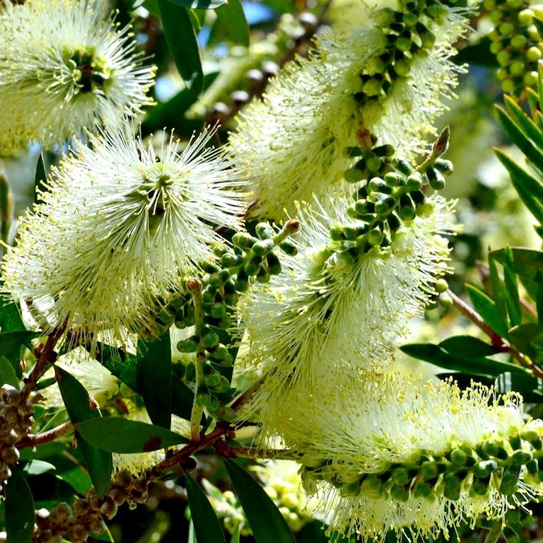 Limun Cetka za flase Seme (Melaleuca Pallida)