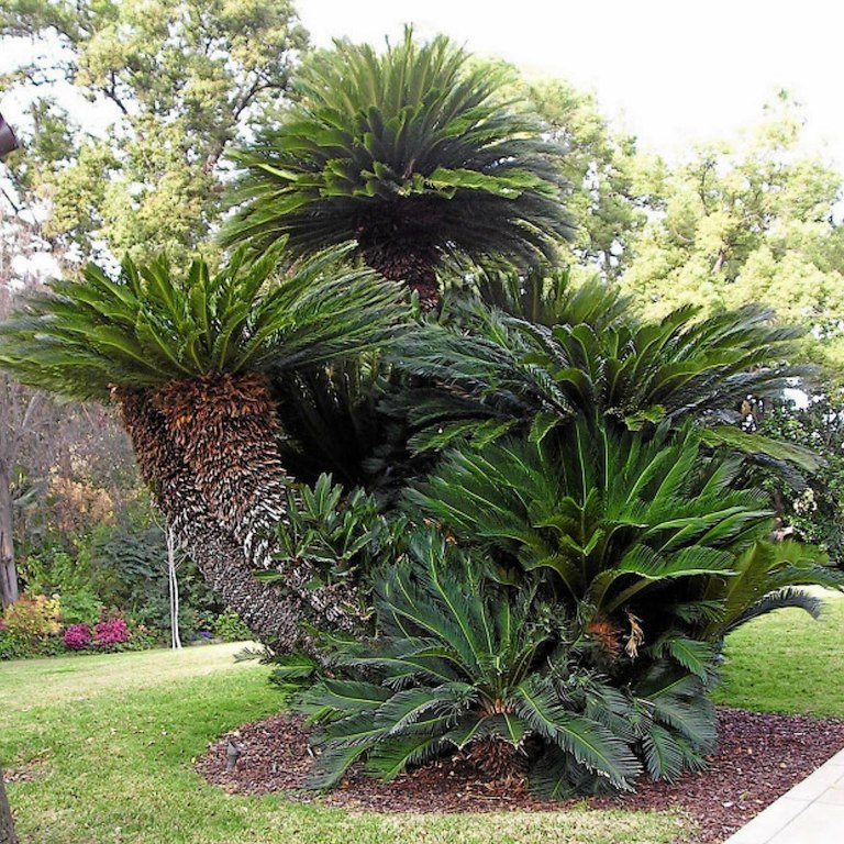 Seme Palme CIKAS (Cycas revoluta)