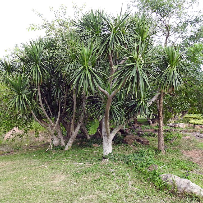 Tajlandsko zmajevo drvo Seme (Dracaena cochinchinensis)