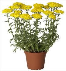Achillea millefolium-cvet zute boje