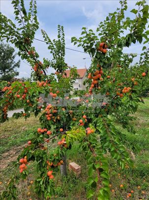 KOSMAJ (V. Ivanča) – 36 ari –Građevinsko zemljište