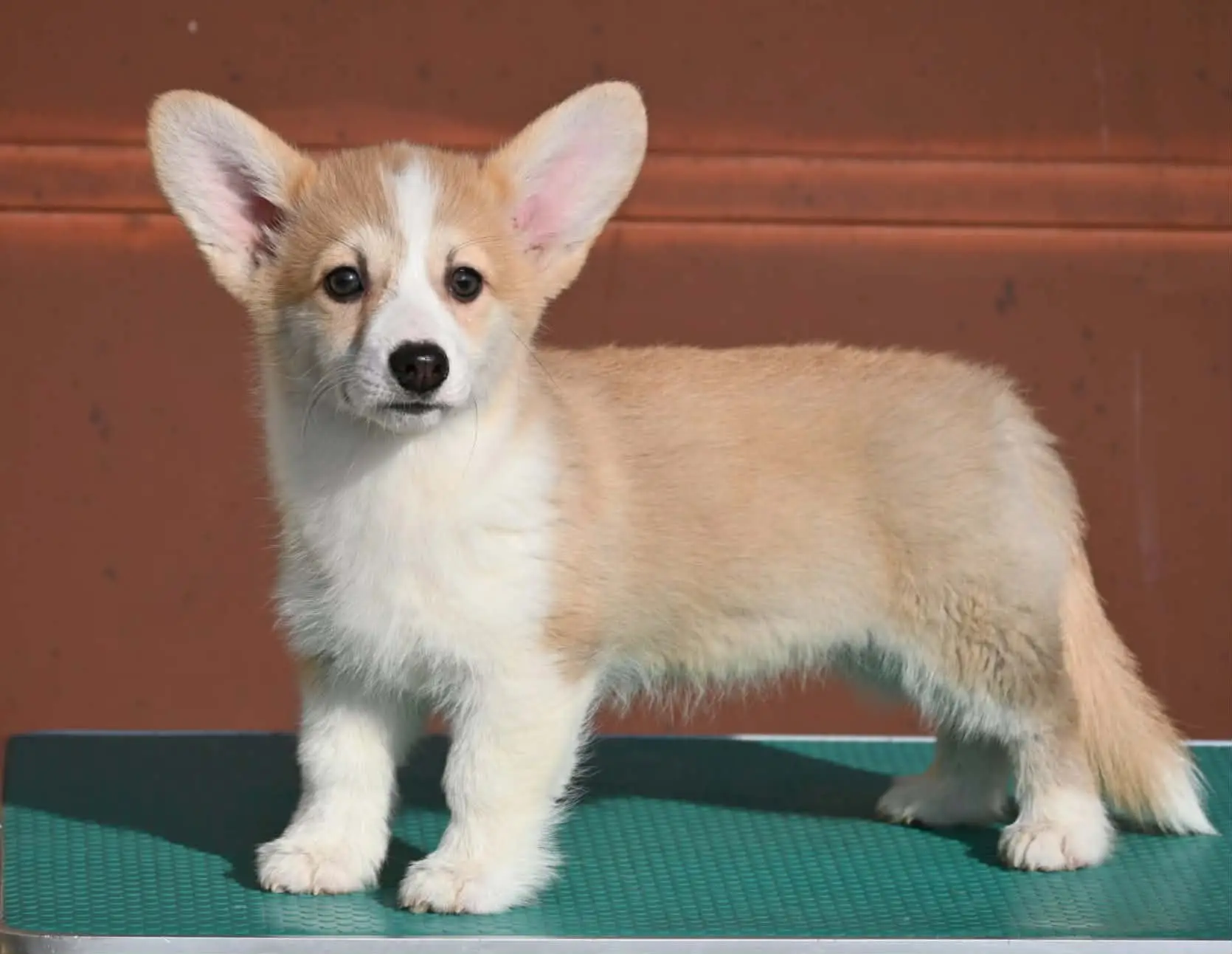 Velski korgi/Welsh Corgi Pembroke štenci