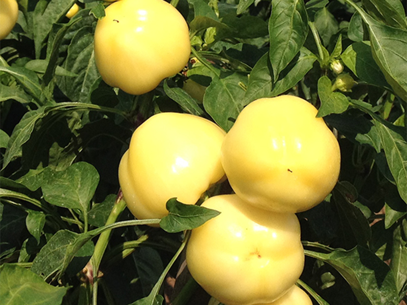 Paprika Ester F1