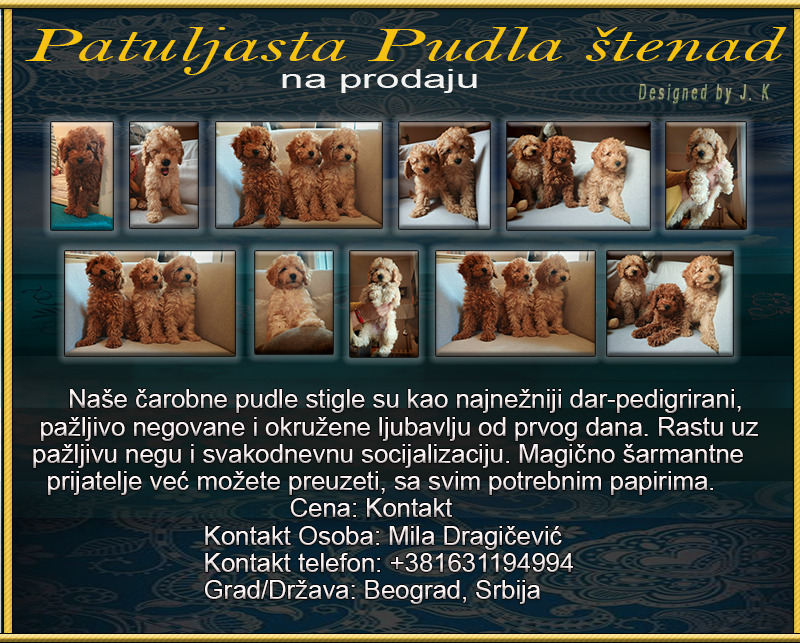 Patuljasta Pudla