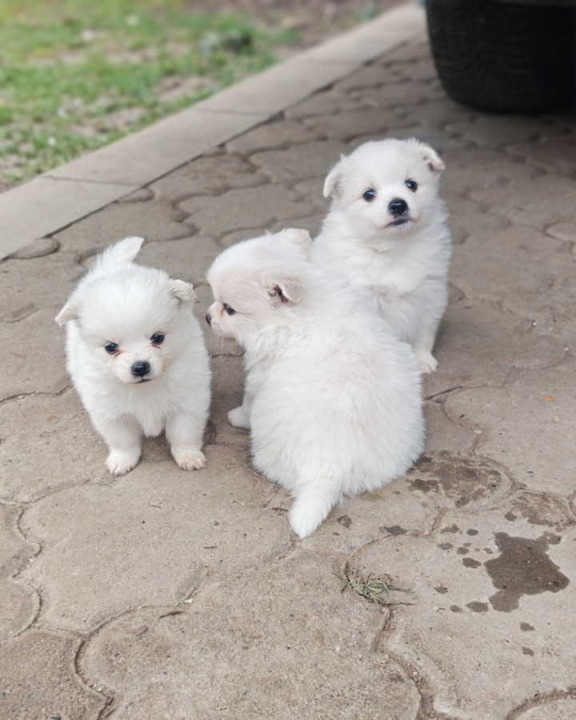 Nemački špic, štenci snežno bele boje
