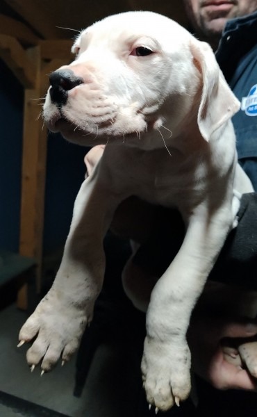 Dogo Argentino štenci