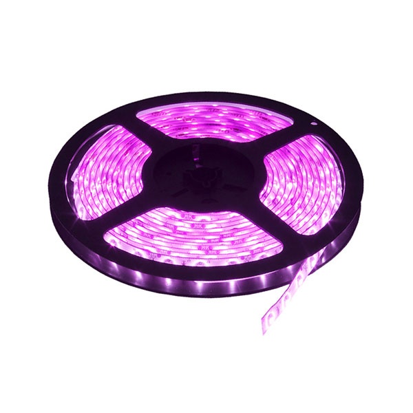 LED traka roze 30 LED/1m LTR5050/30P-12