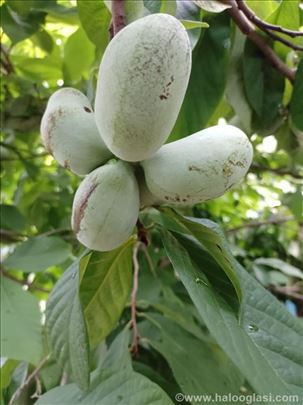 Indijanska banana PAW-PAW Asimina triloba-sadnice