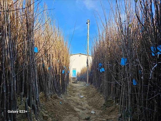 Trogodišnje i dvogodišnje voćne sadnice