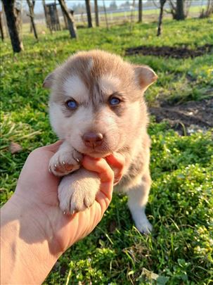 Mešanaci sibirskog Haskija