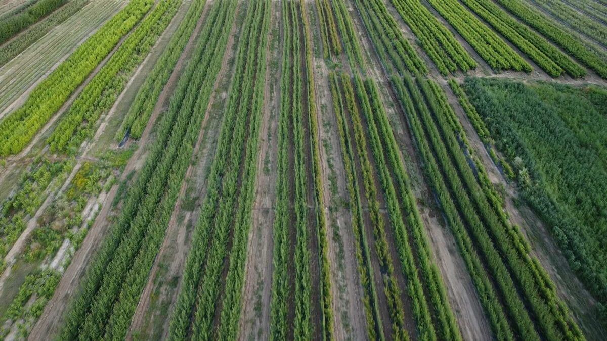 Ukrasne i vocne sadnice Rasadnik Prestiž