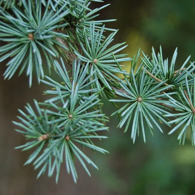 Cedrus atlantica
