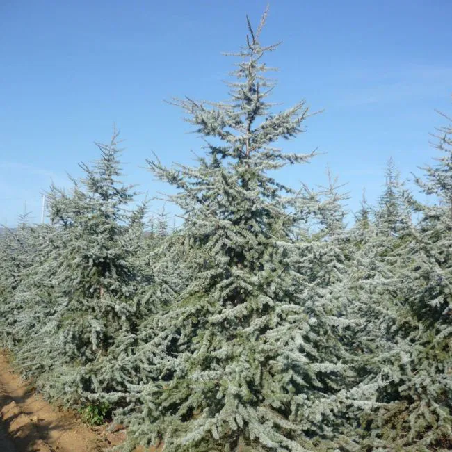 Cedrus atlantica 'Glauca' • C25 L • 150/175 cm