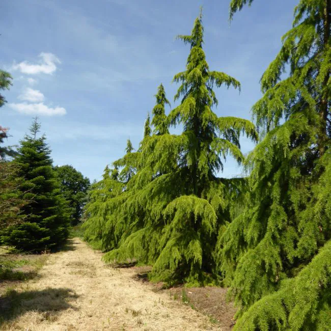 Cedrus Deodara Aurea