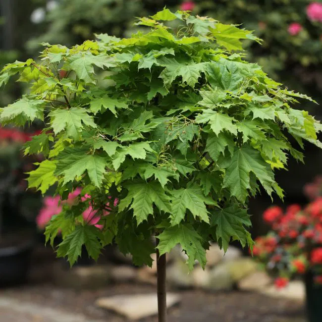 Acer platanoides Globosum