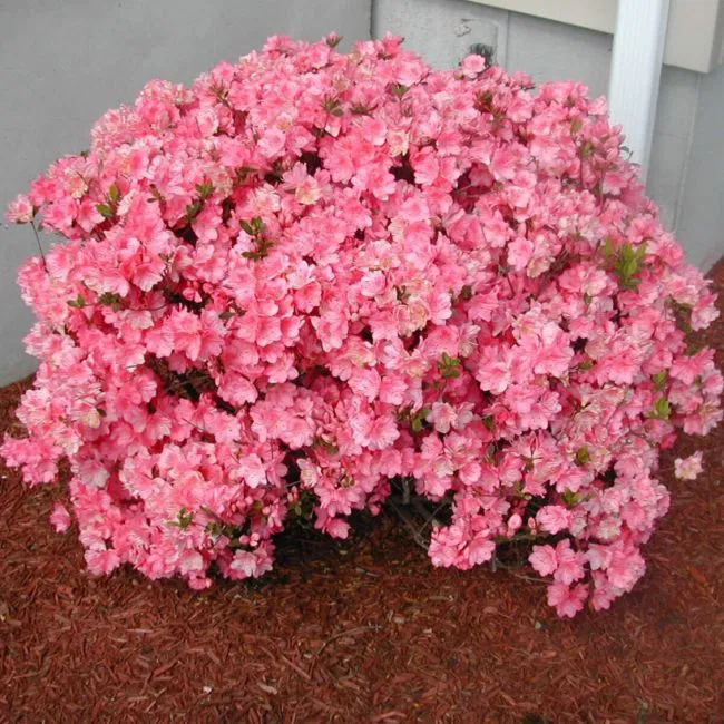 AZALEA japonica 'Blaauw's Pink'