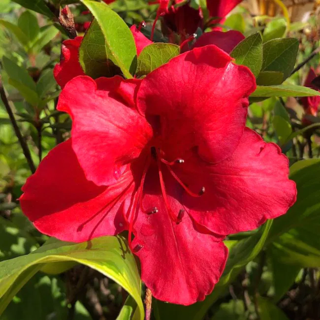 AZALEA japonica Johanna