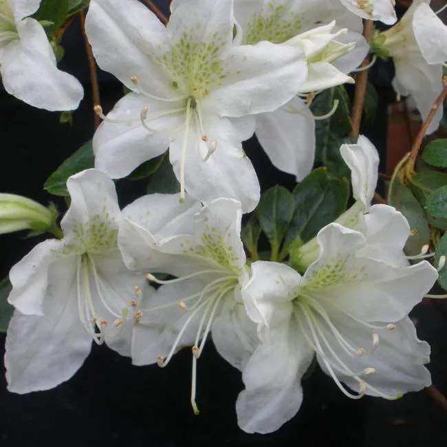 AZALEA japonica King White