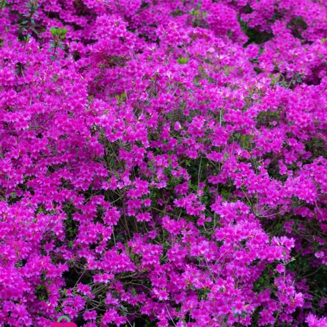 AZALEA japonica Purple Splendor