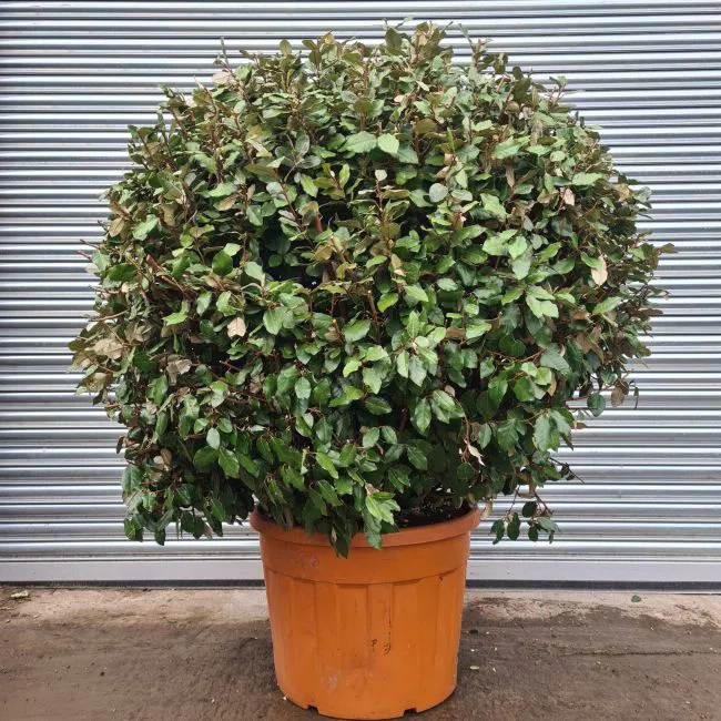 Elaeagnus ebb. Gilt Edge - kugla