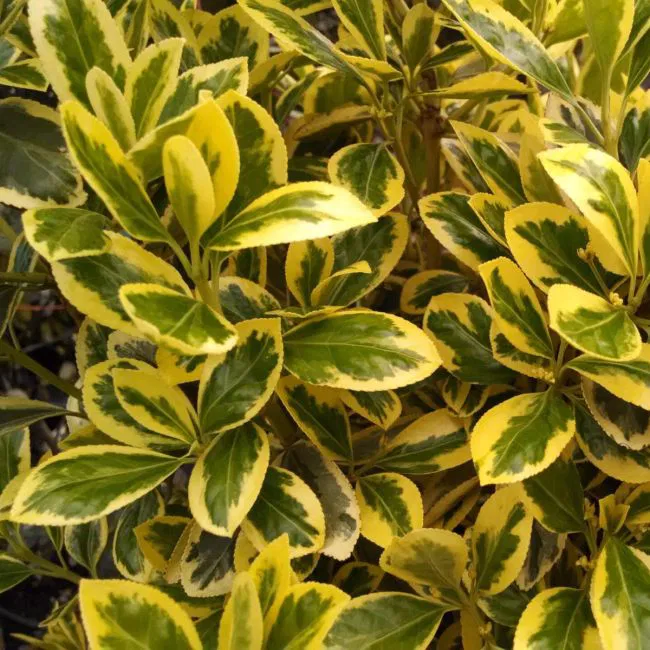 Euonymus japonicus Bravo