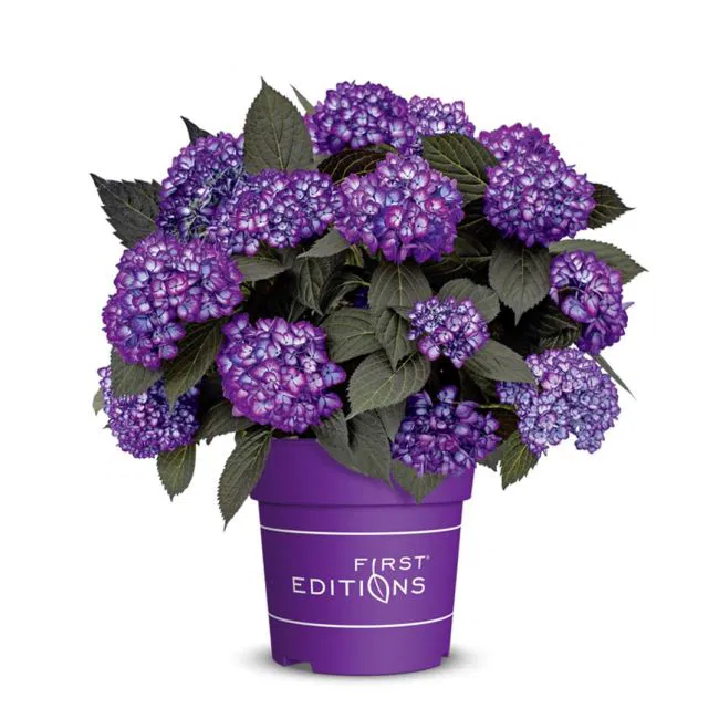 Hydrangea macrophylla Eclipse Purple