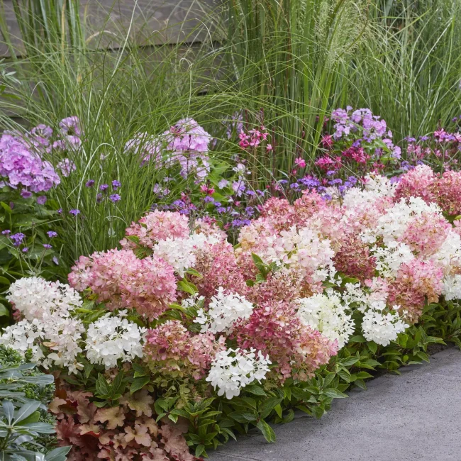 Hydrangea paniculata ‘Groundbreaker Ruby’ – Patuljasta metličasta hortenzija