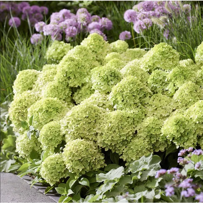 Hydrangea paniculata Groundbreaker Greeny