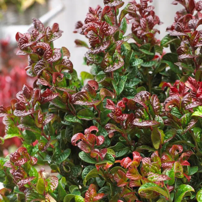 Leucothoe axillaris ‘Curly Red’ (Zimzeleni leucotoe)