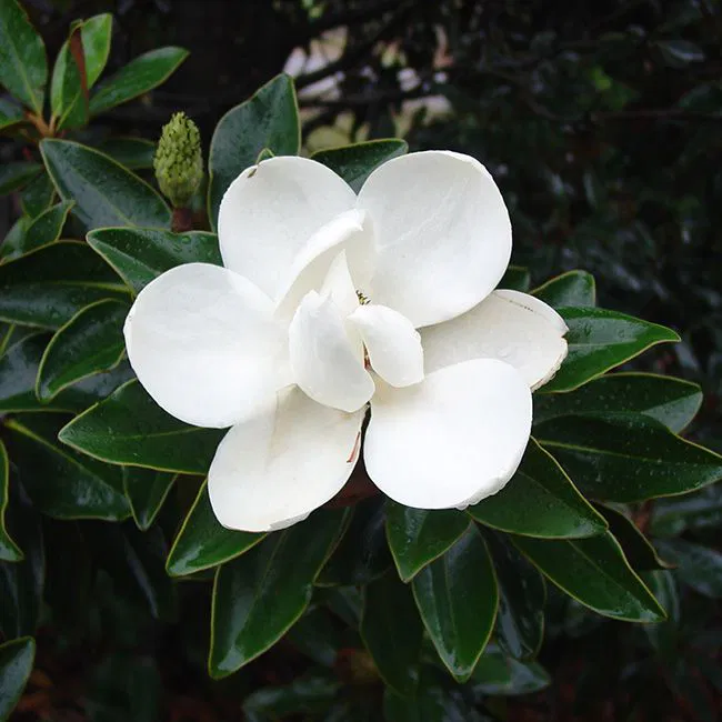 Magnolia grandiflora 'Little Gem' • C15 L • 80/100 cm