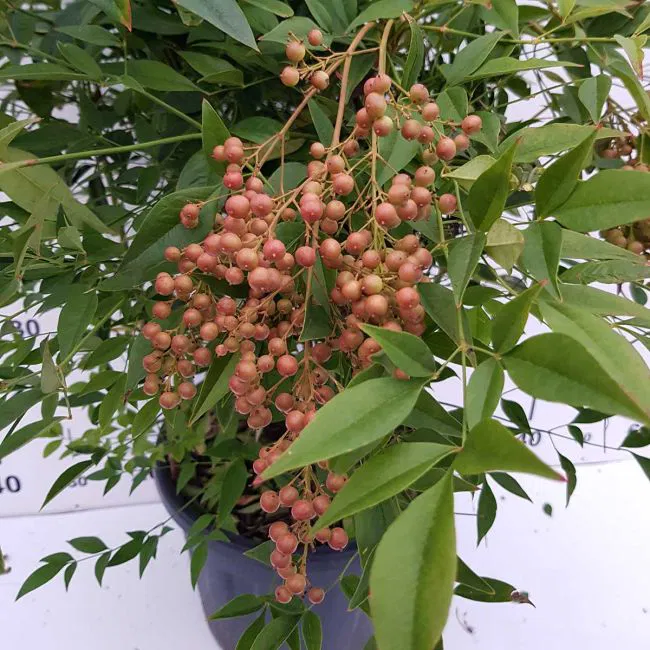 Nandina domestica