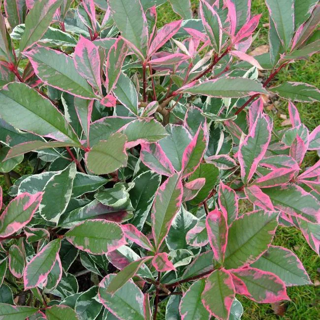 Photinia fraseri 'Louise'