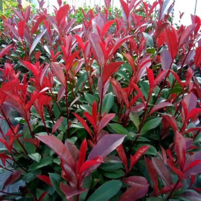 Photinia x fraseri Carre Rouge - špalir