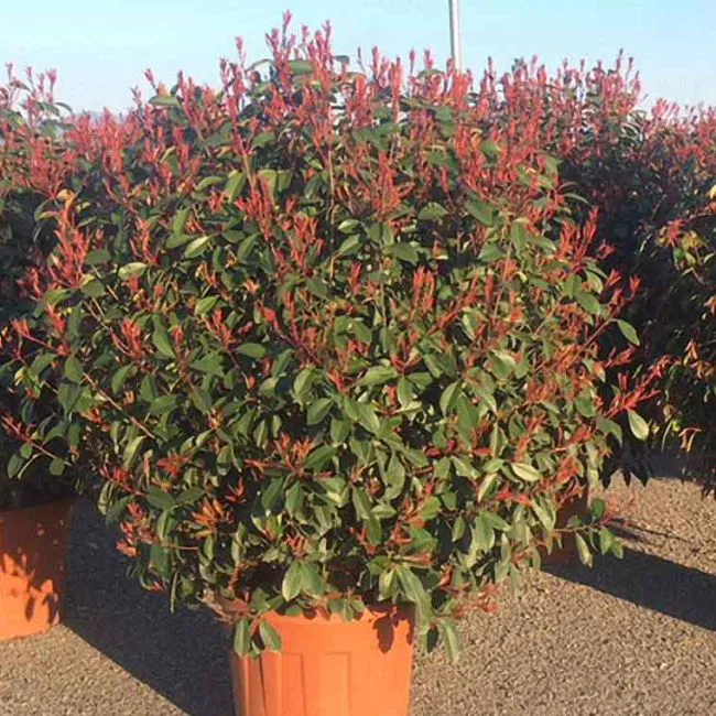 Photinia x fraseri Little Red Robin (kugla)