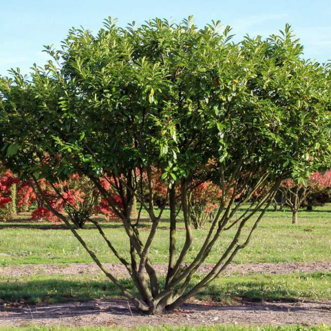 Prunus laurocerasus Novita (multistem)