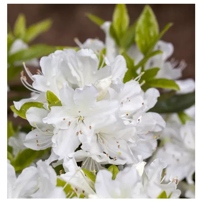 Rhododendron (Azalea) Palestrina