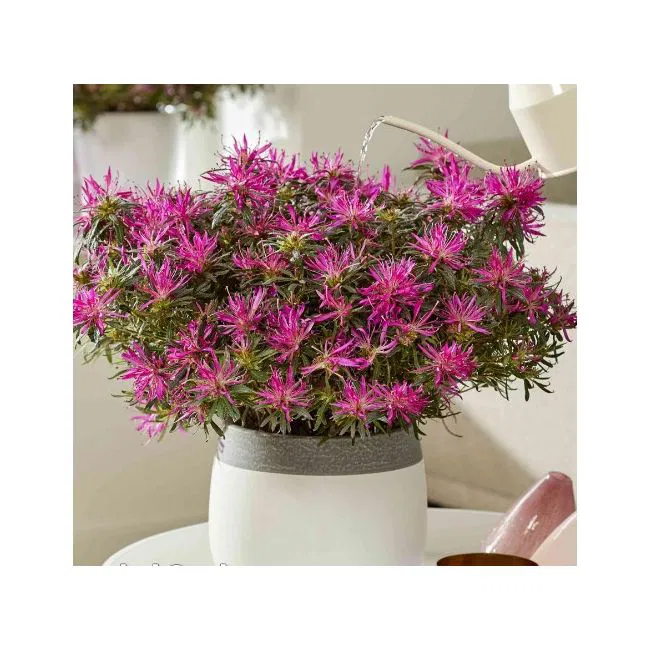 Rhododendron Azalea Star Style Lilac